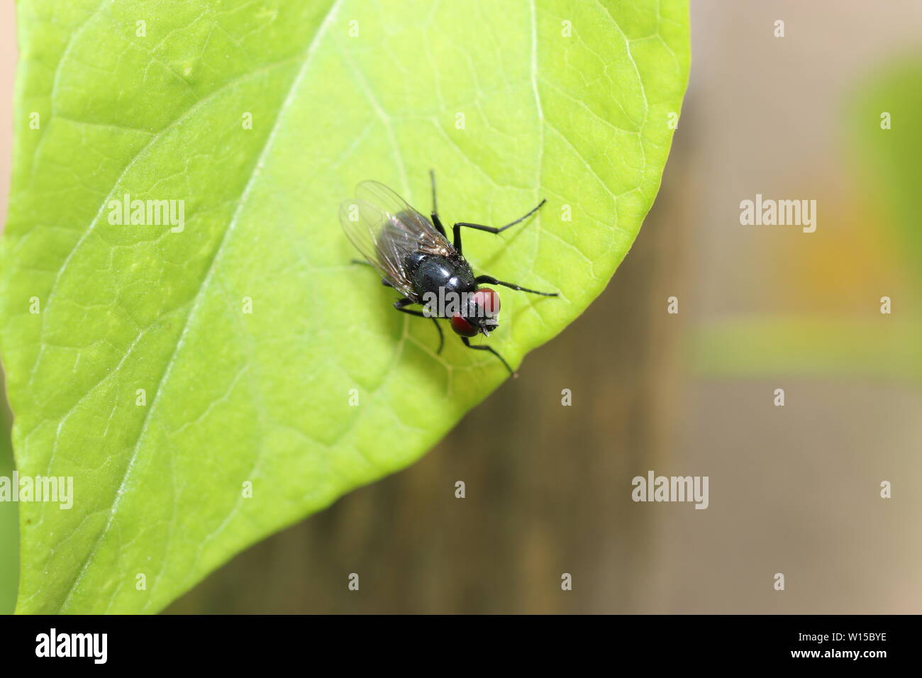 Various insects from Germany in high resolution and scanned with macro ...