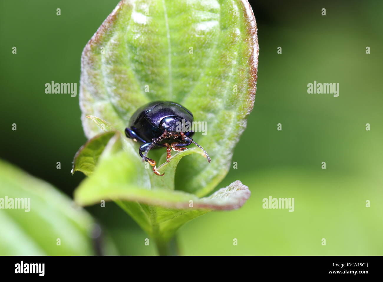 Various insects from Germany in high resolution and scanned with macro ...