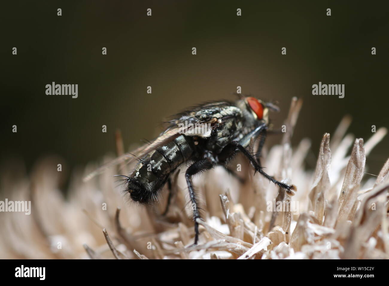 Various insects from Germany in high resolution and scanned with macro ...
