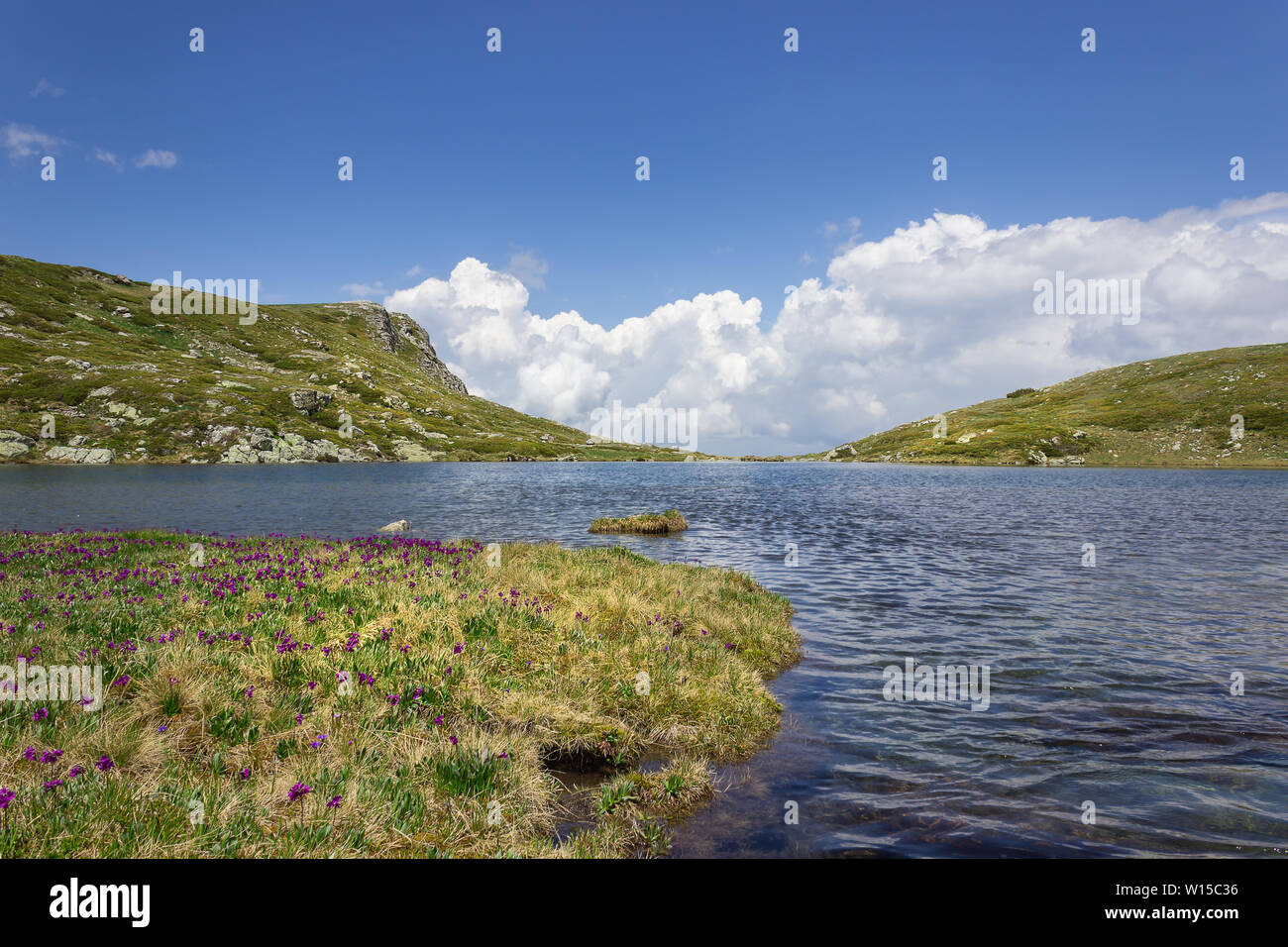 Beautiful purple flowers and green and yellow grass in front of Rila ...