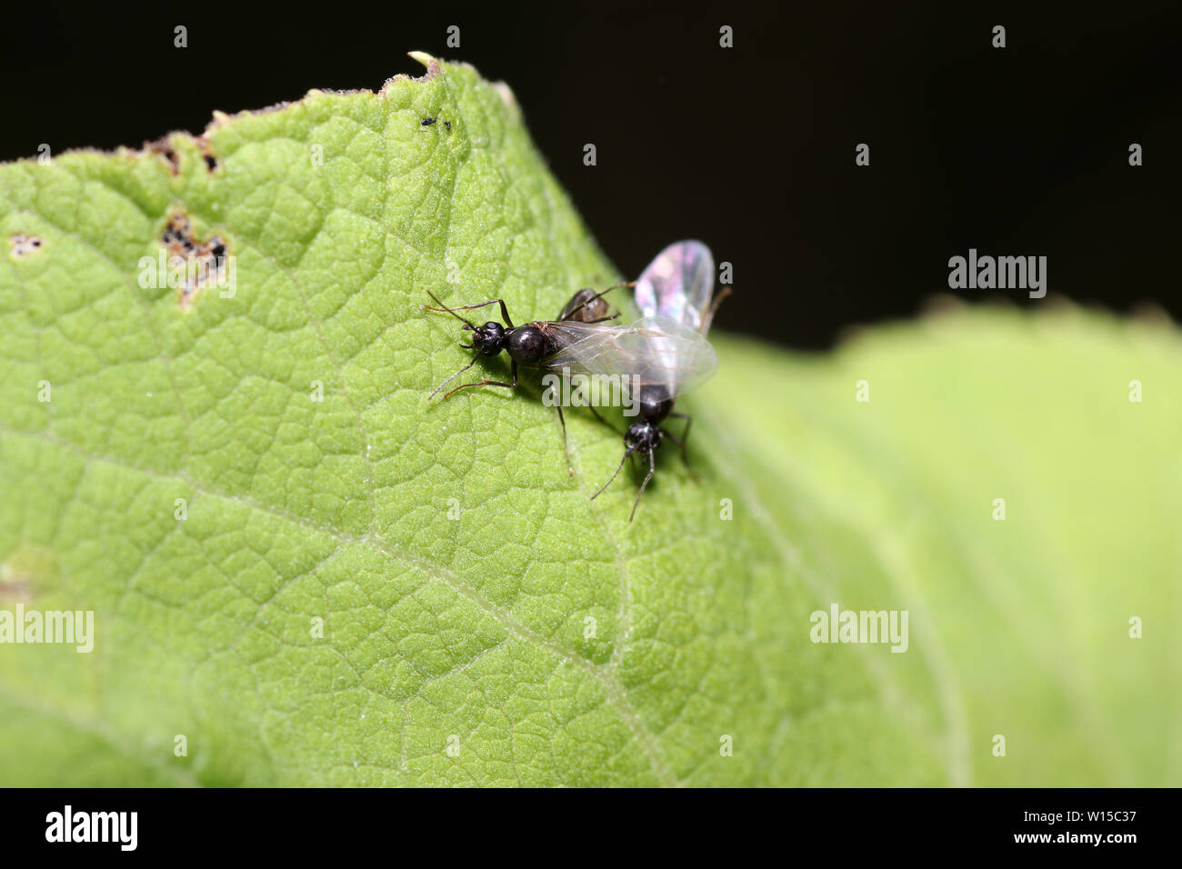 Various insects from Germany in high resolution and scanned with macro ...