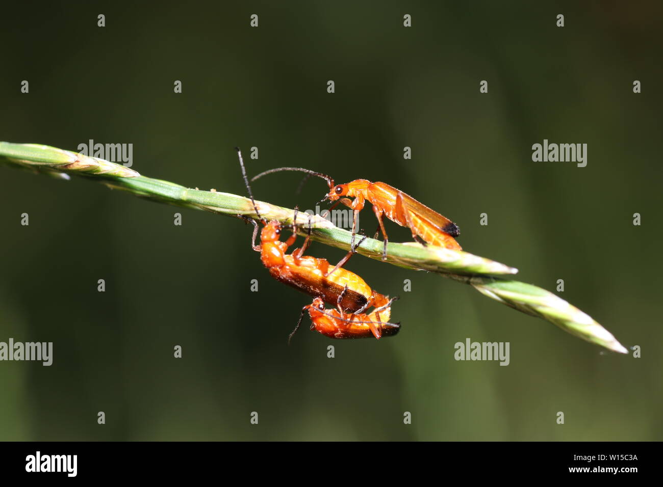Various insects from Germany in high resolution and scanned with macro ...