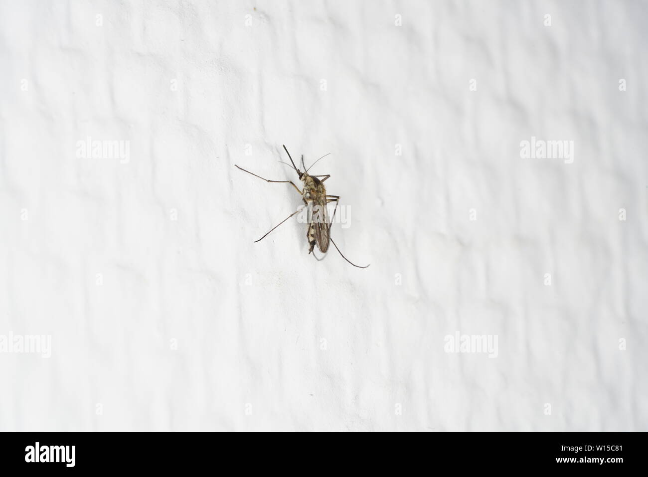 Various insects from Germany in high resolution and scanned with macro ...
