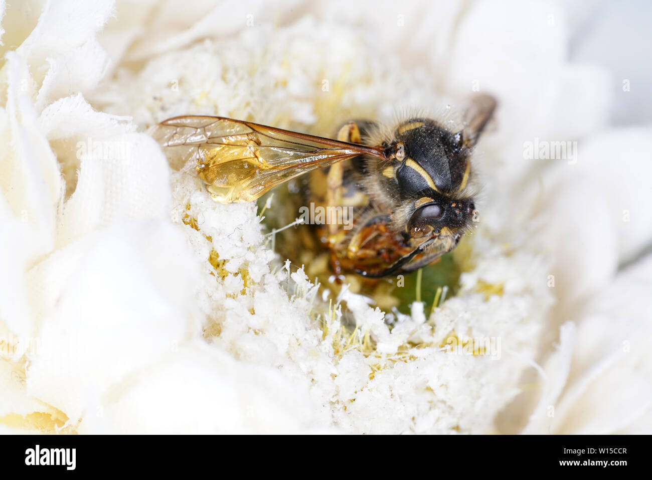 Various insects from Germany in high resolution and scanned with macro ...