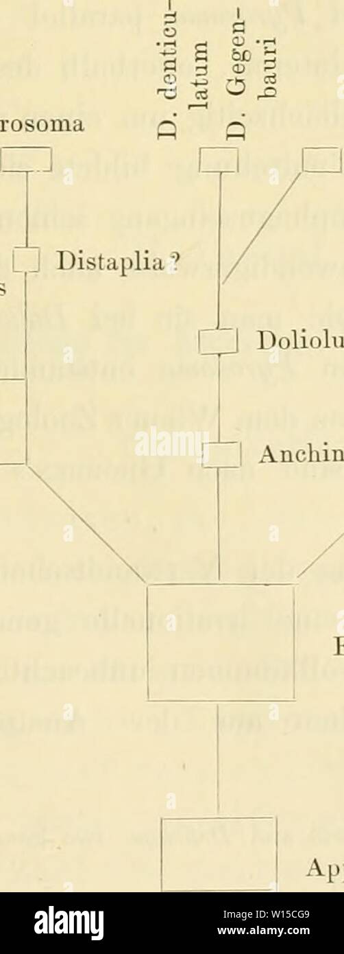 Doliolum hi-res stock photography and images - Alamy
