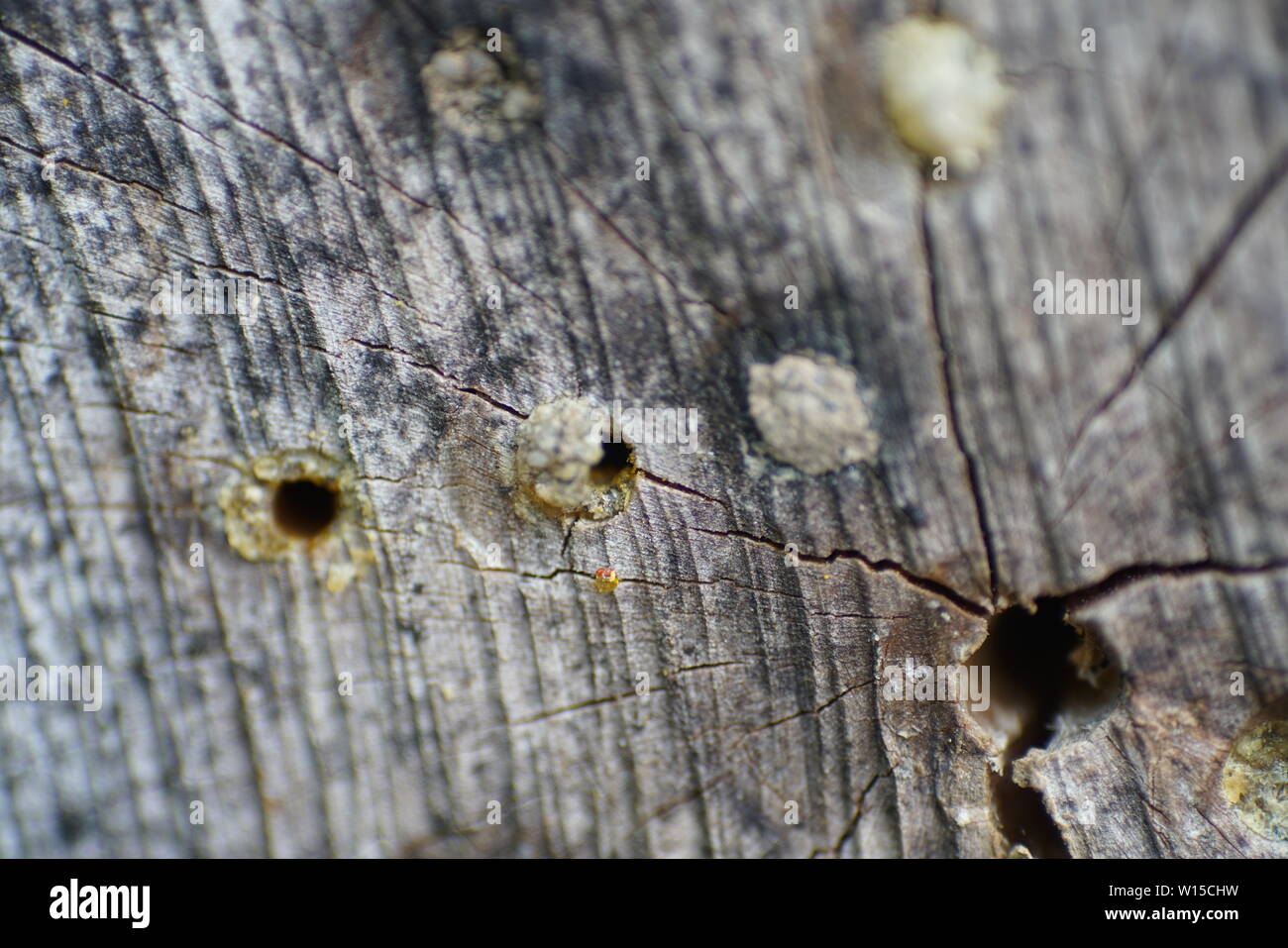 Various insects from Germany in high resolution and scanned with macro ...