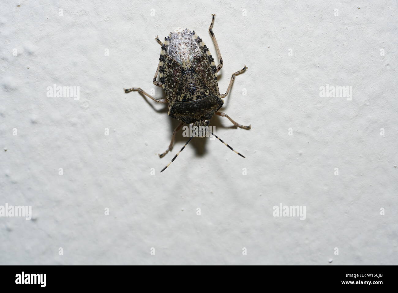 Various insects from Germany in high resolution and scanned with macro ...