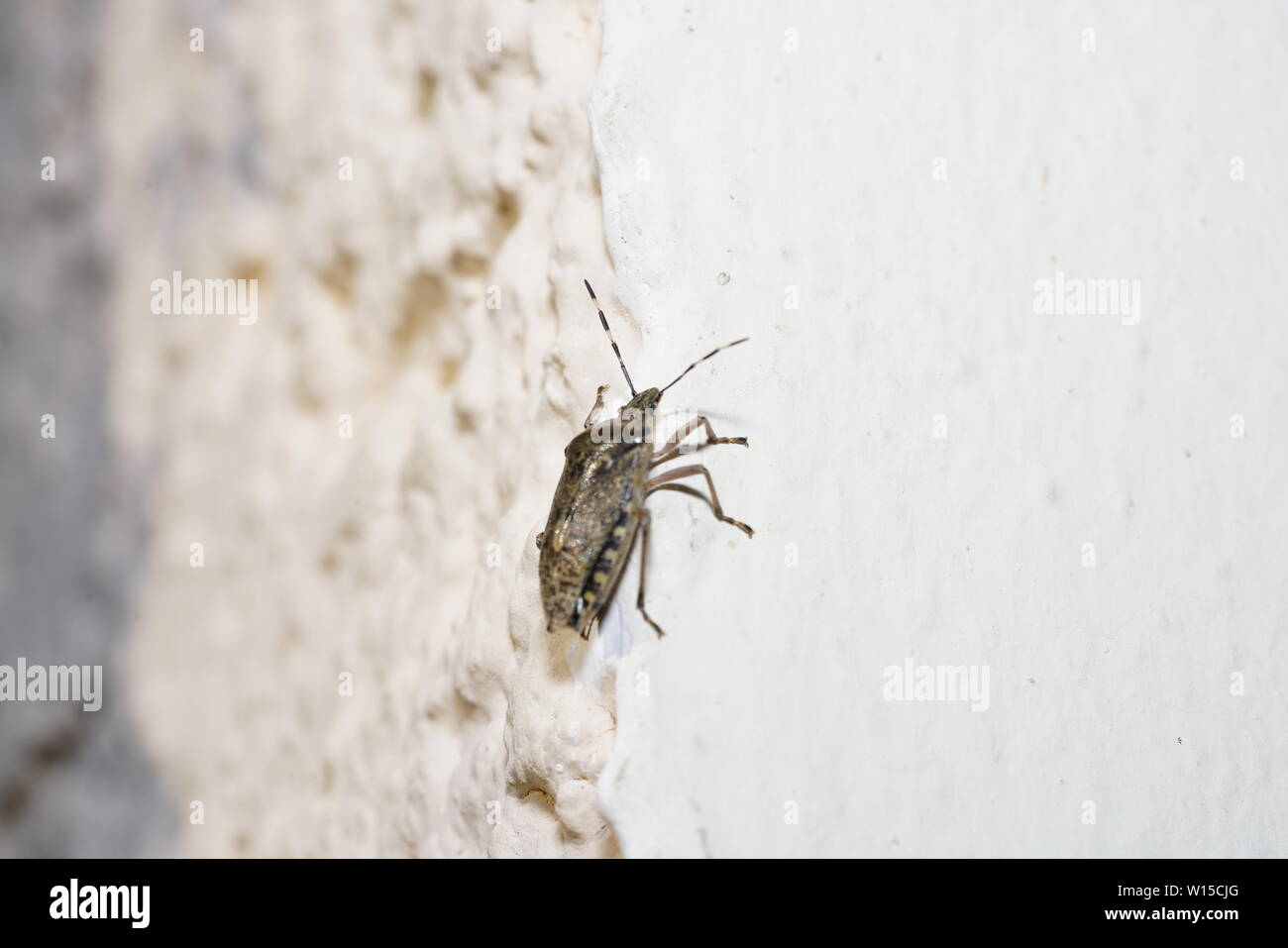 Various insects from Germany in high resolution and scanned with macro ...