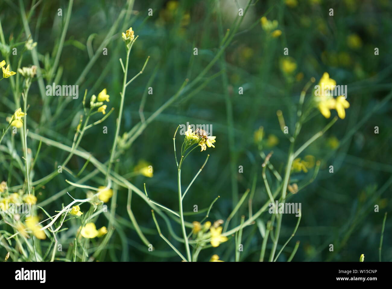 Various insects from Germany in high resolution and scanned with macro ...