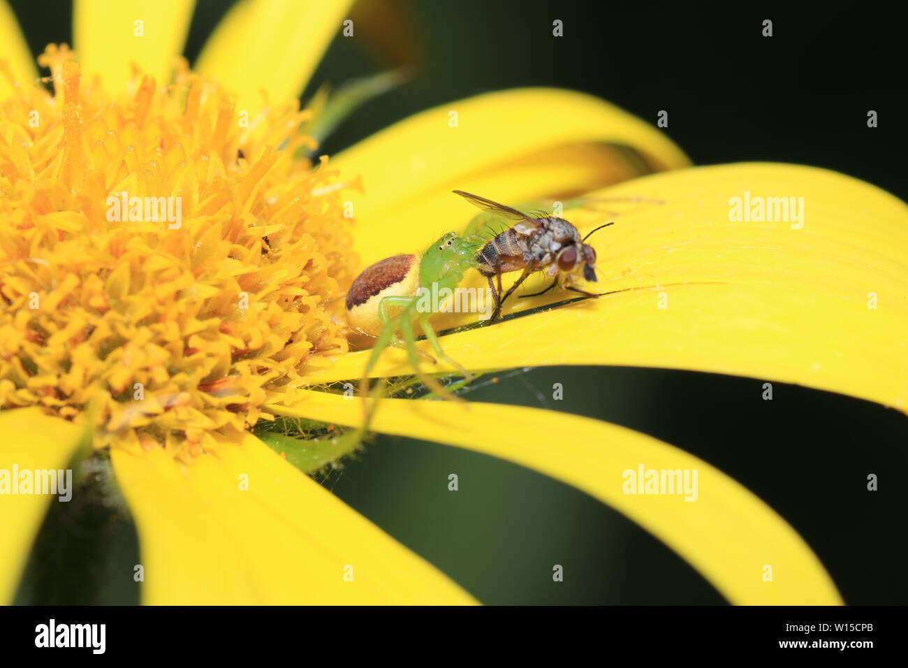 Various insects from Germany in high resolution and scanned with macro ...