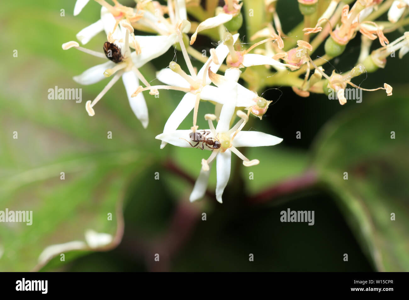 Various insects from Germany in high resolution and scanned with macro ...