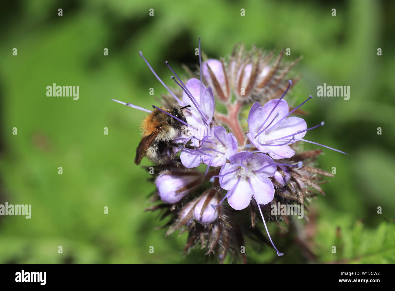 Various insects from Germany in high resolution and scanned with macro ...