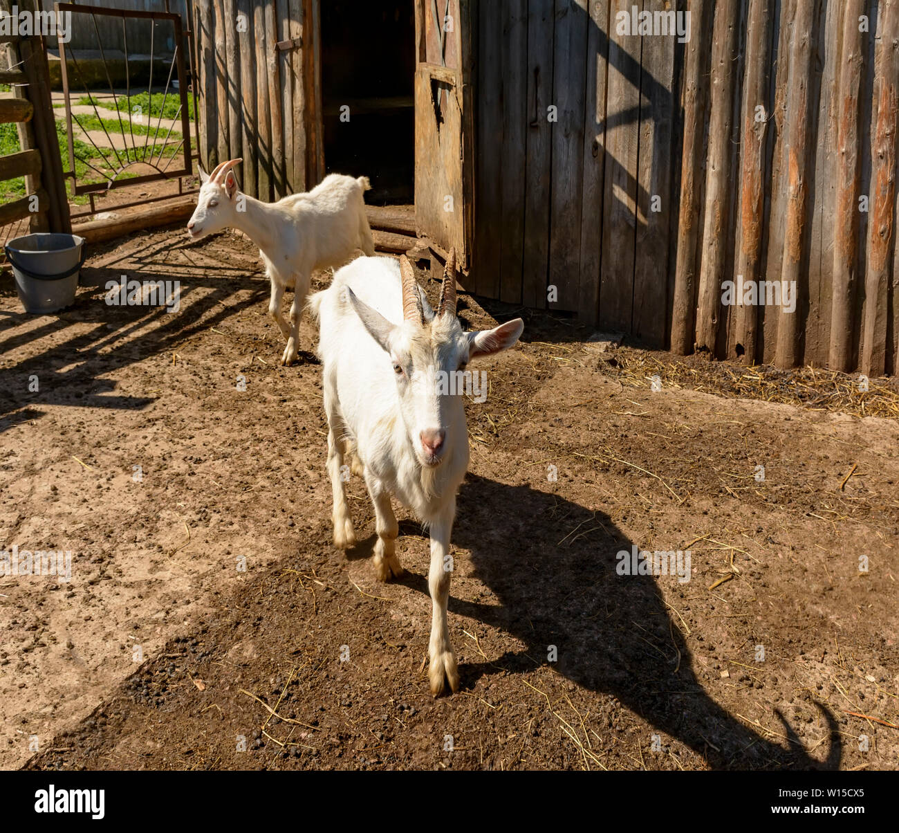 White milk goats in a pen near the barn. Goats and goats Stock Photo ...