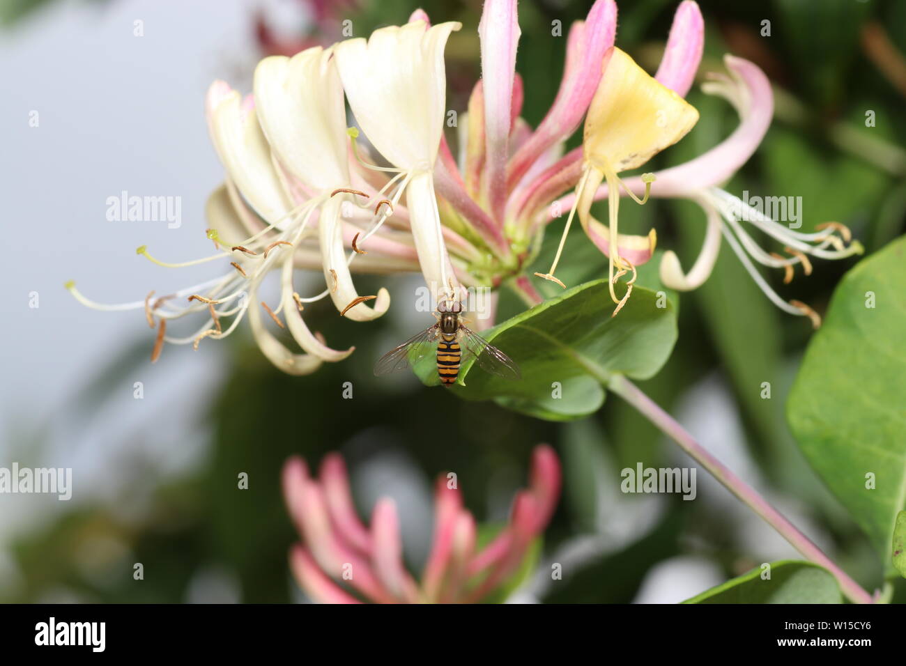 Various insects from Germany in high resolution and scanned with macro ...