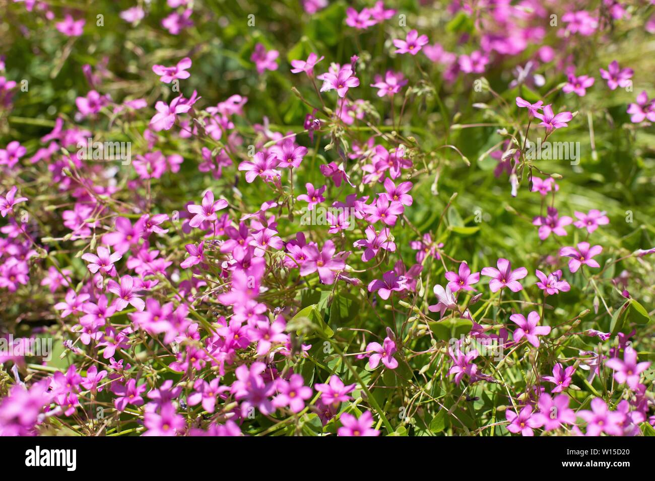 Oxalis Rubra High Resolution Stock Photography and Images - Alamy