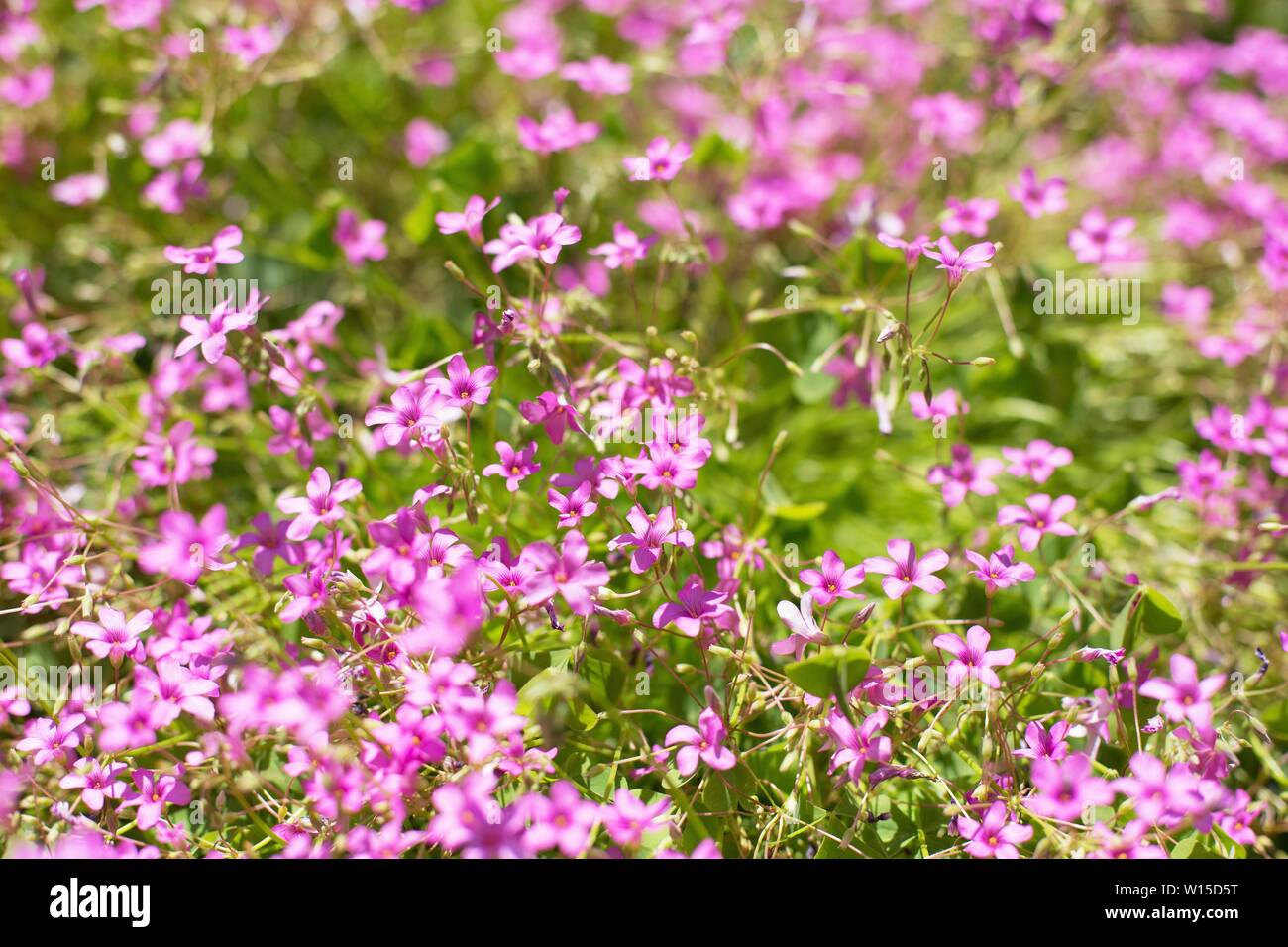 Oxalis articulata rubra hi-res stock photography and images - Alamy