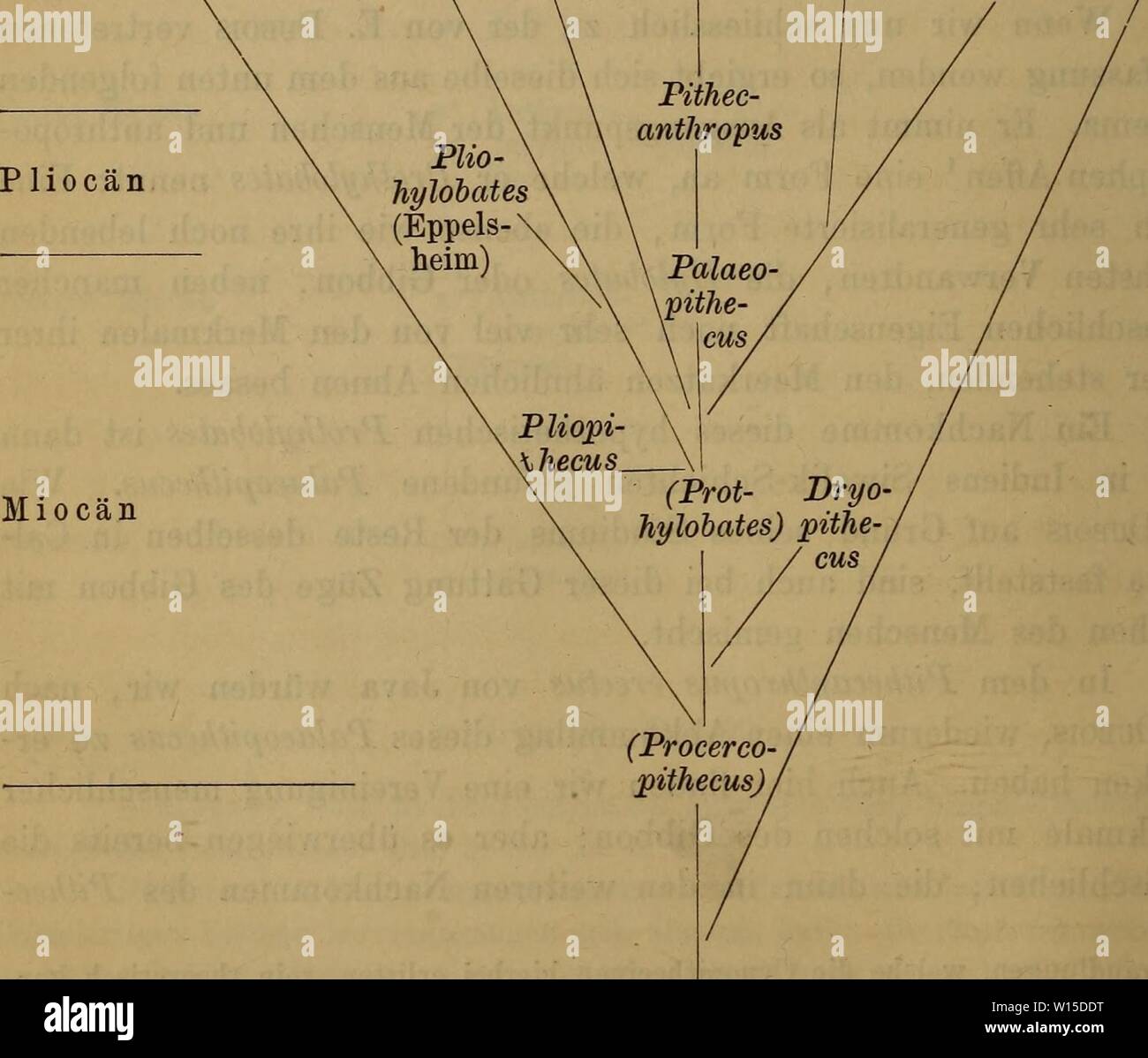 Dryopithecus teeth hi-res stock photography and images - Alamy
