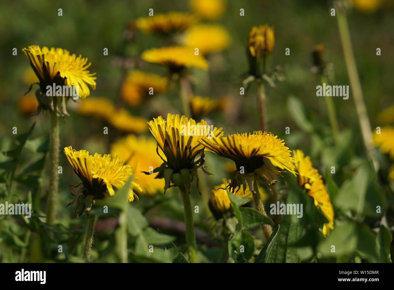 Dandelion as a detail photographed in high resolution and sharp Stock ...