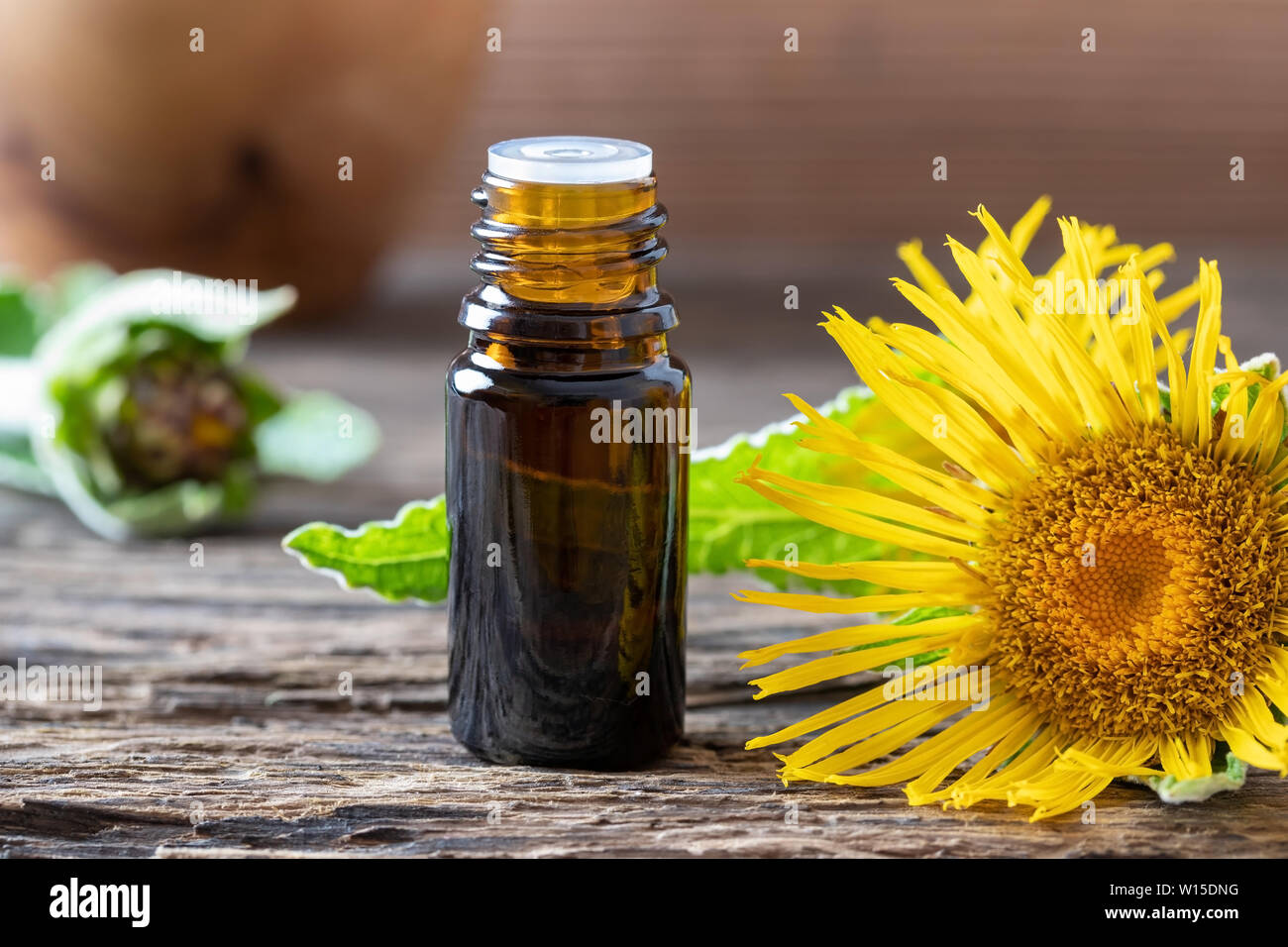 A bottle of elecampane essential oil with fresh Inula helenium flowers ...