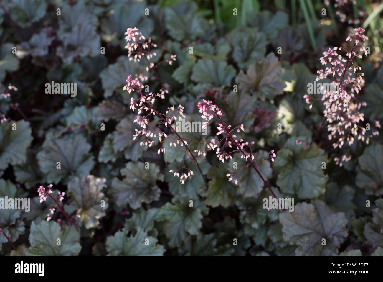 Heuchera 'Plum Pudding' - plum pudding coral bells Stock Photo - Alamy