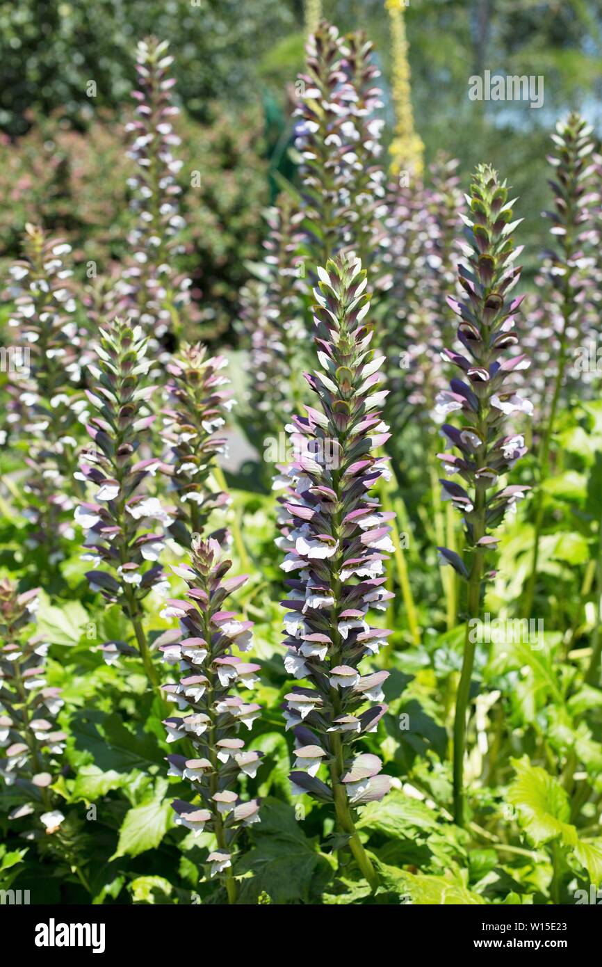 Acanthus mollis commonly known as bear's breeches flowers Stock Photo ...