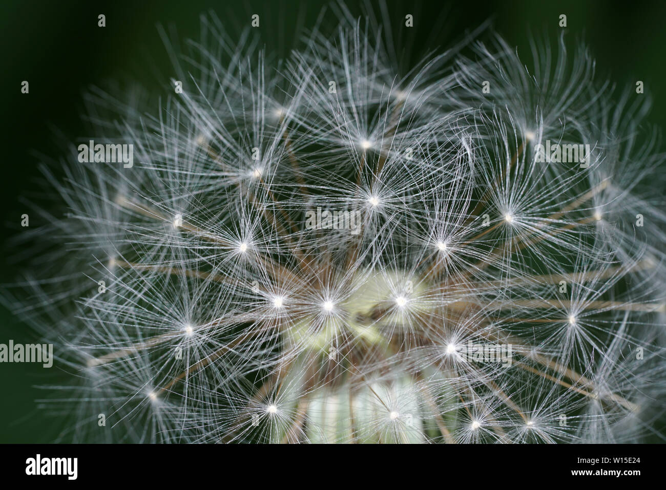 Dandelion as a detail photographed in high resolution and sharp Stock ...