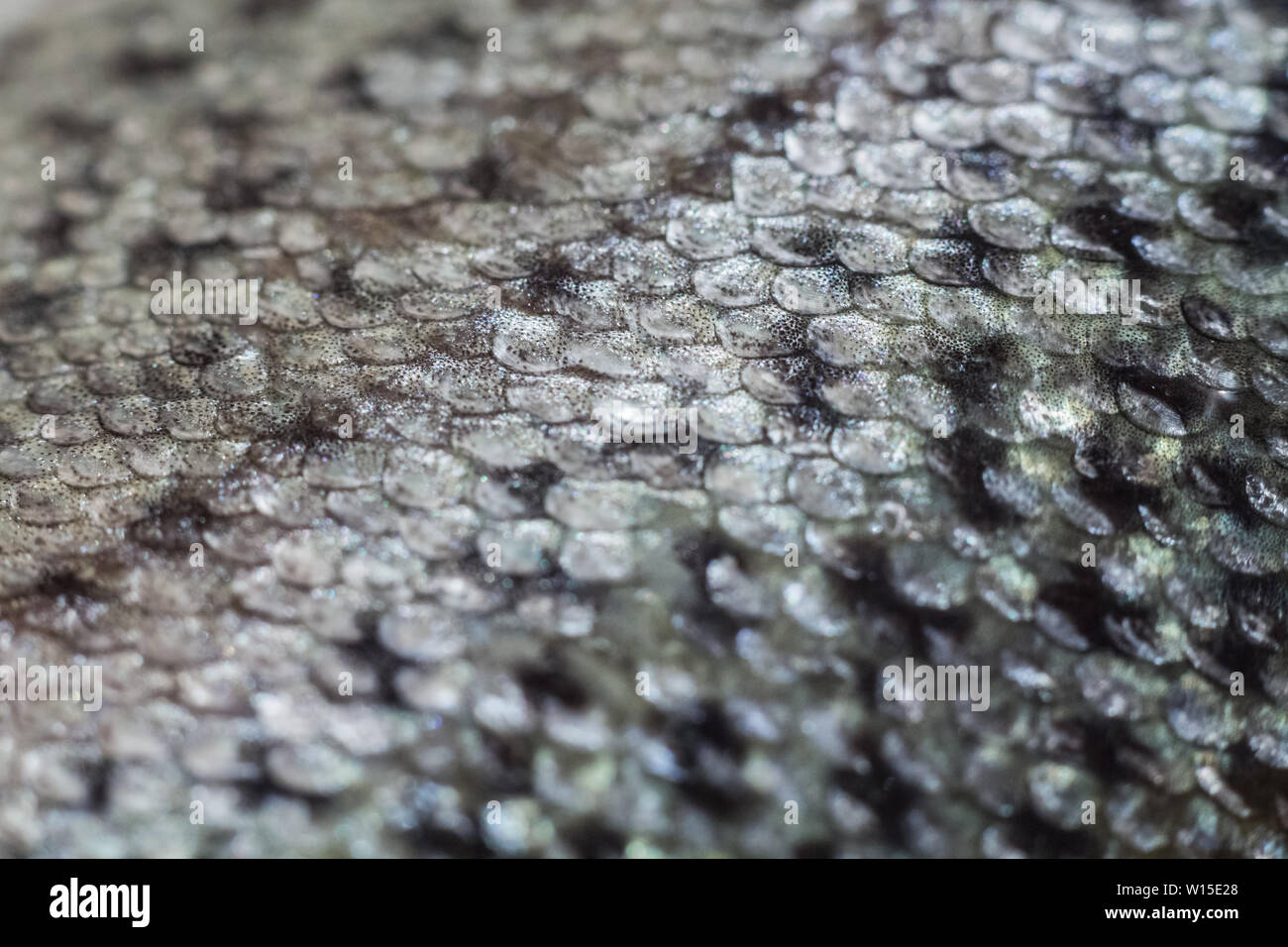 Fish Skin Background High Resolution Stock Photography and Images - Alamy