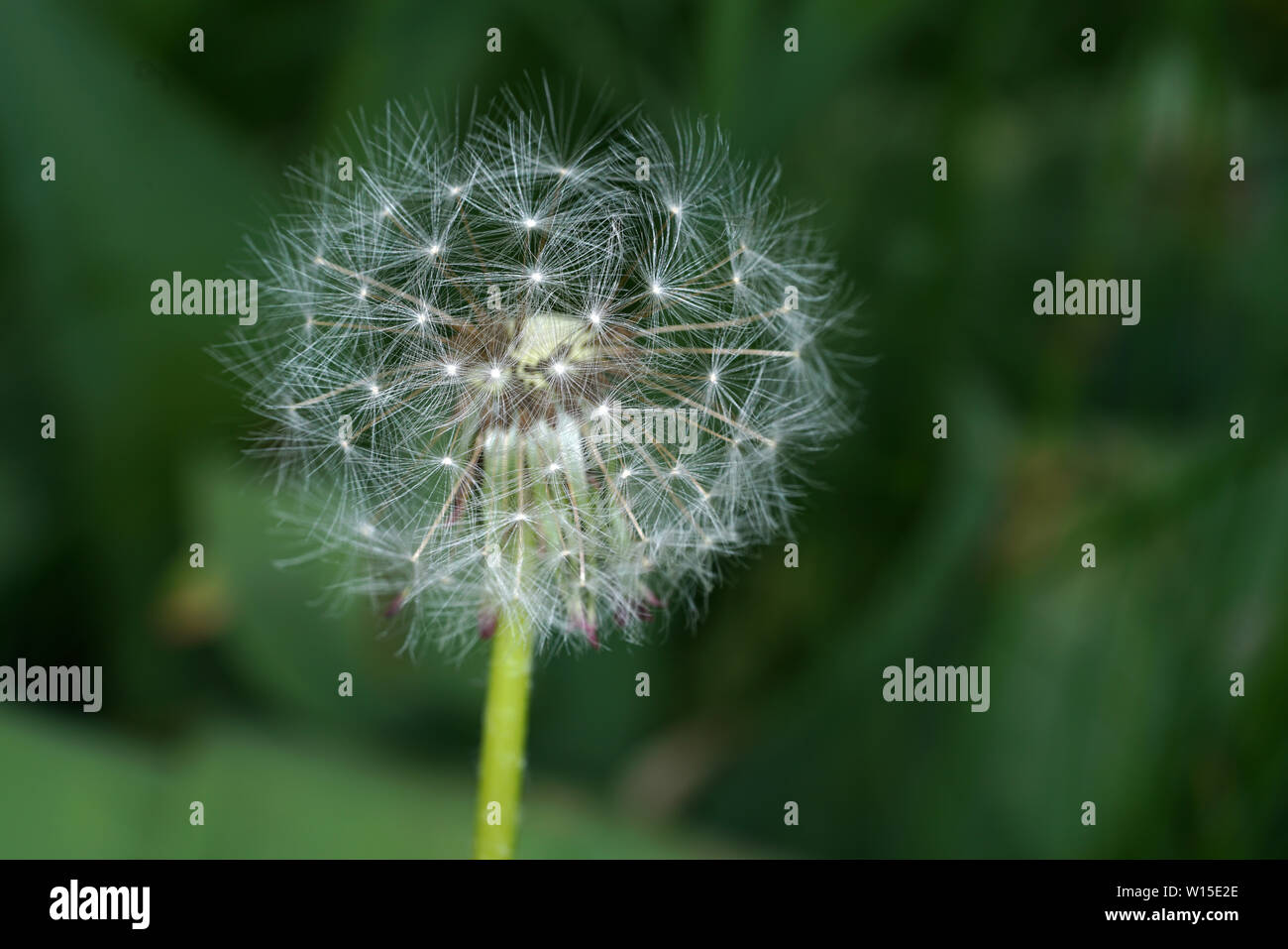 Dandelion as a detail photographed in high resolution and sharp Stock ...