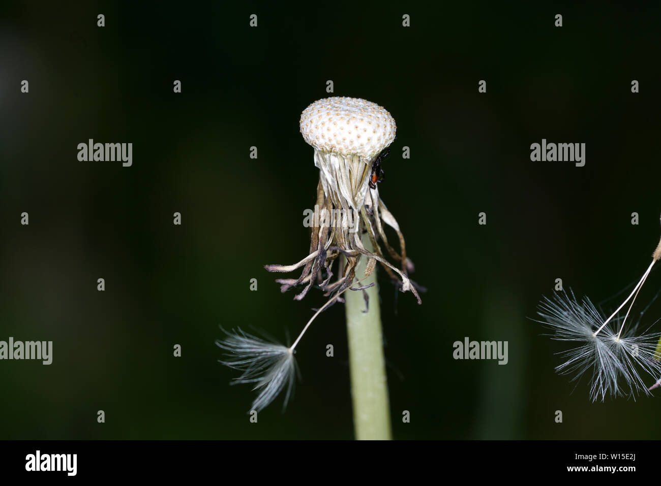 Dandelion as a detail photographed in high resolution and sharp Stock ...