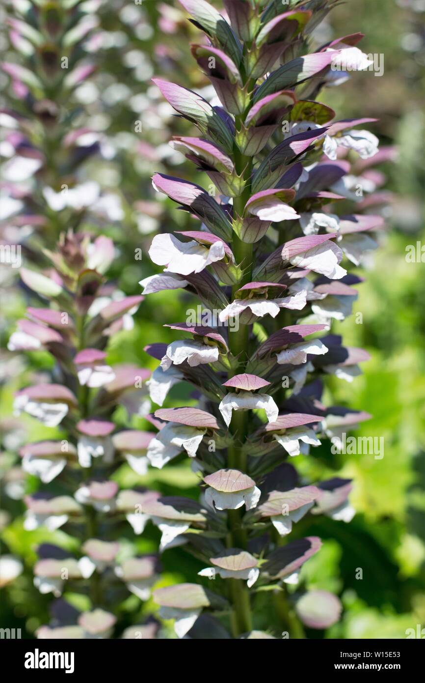 Acanthus mollis bear's breeches hi-res stock photography and images - Alamy