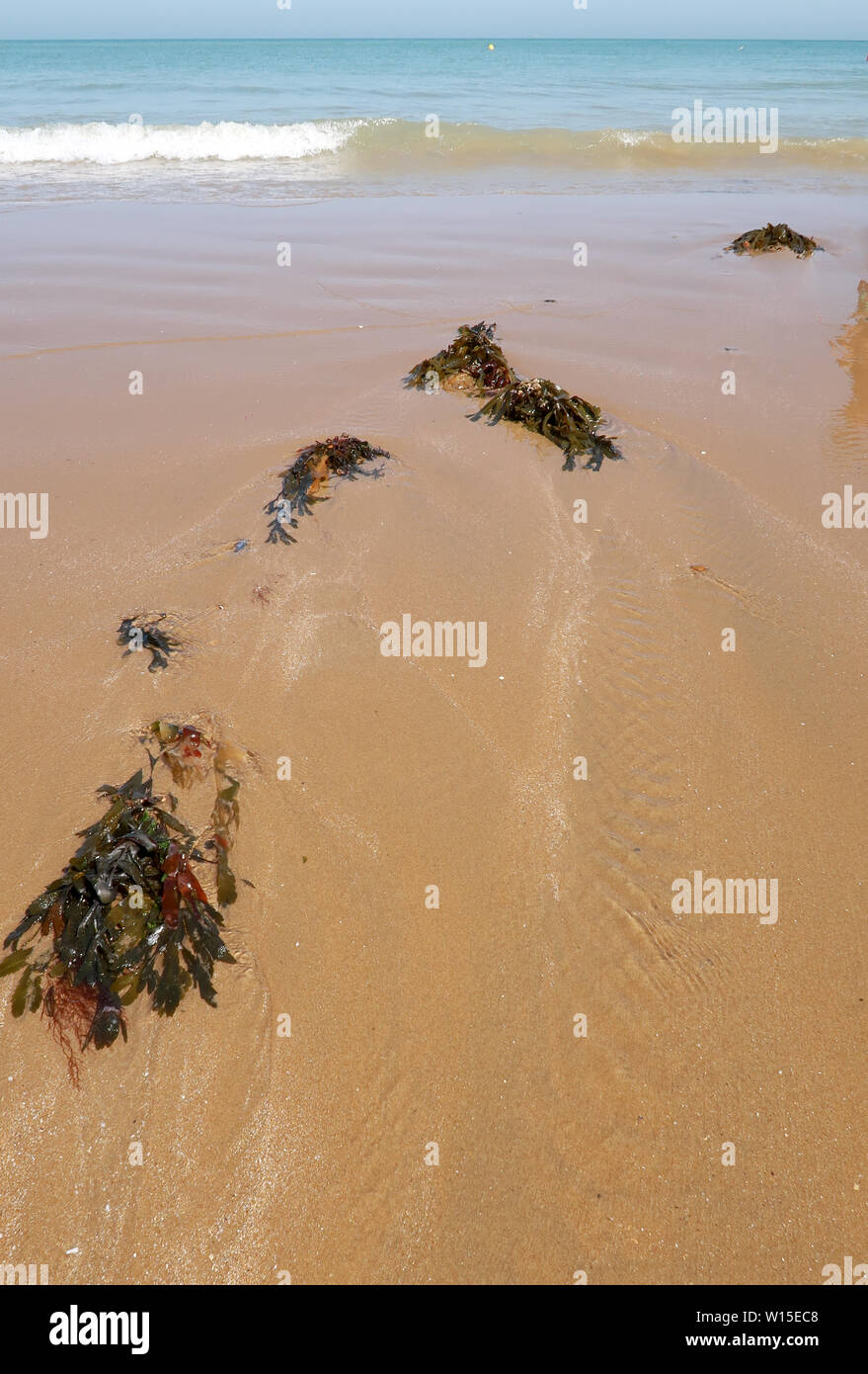 A beach full of seaweed Stock Photo - Alamy