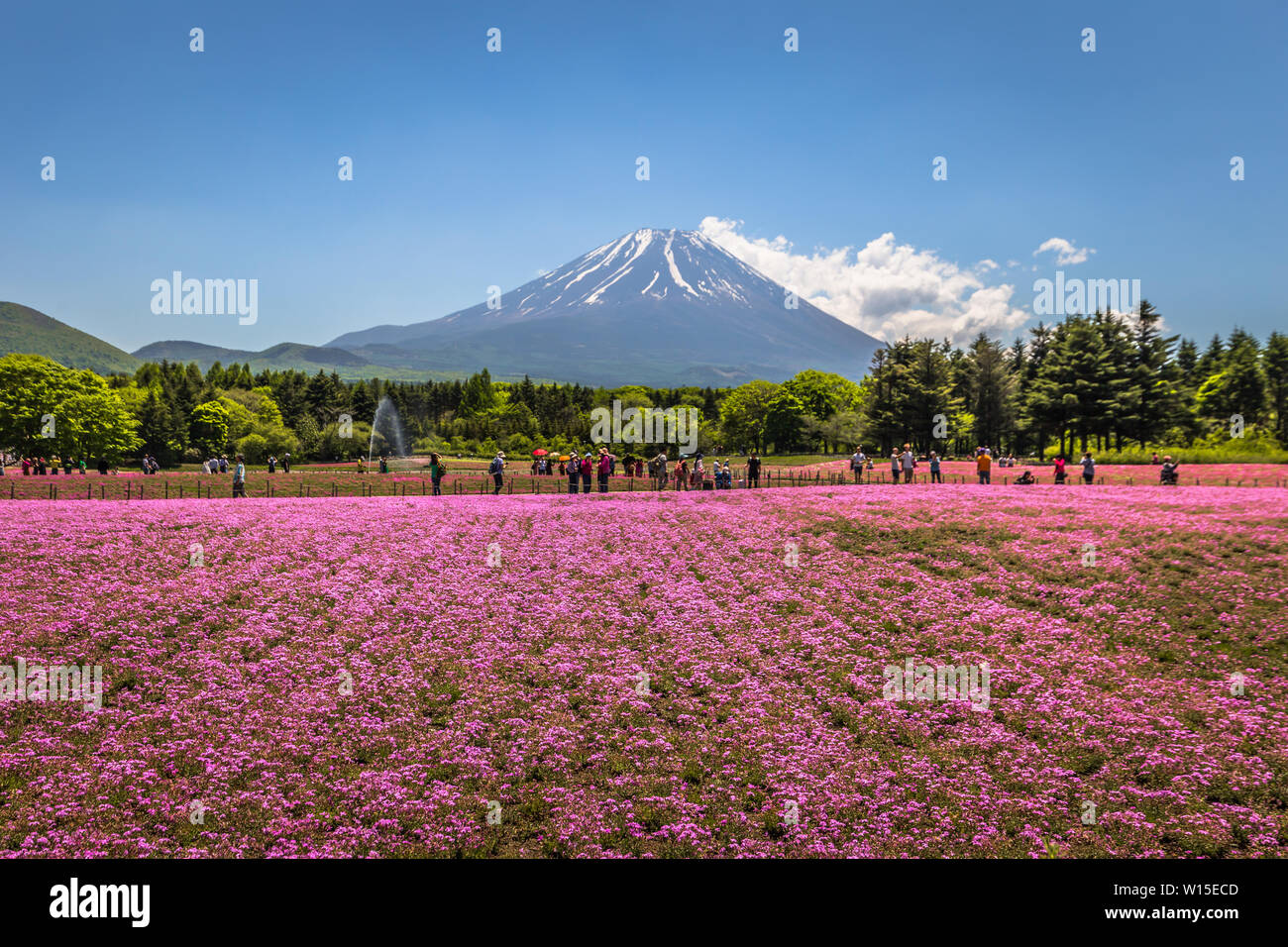 Fuji matsuri hi-res stock photography and images - Alamy