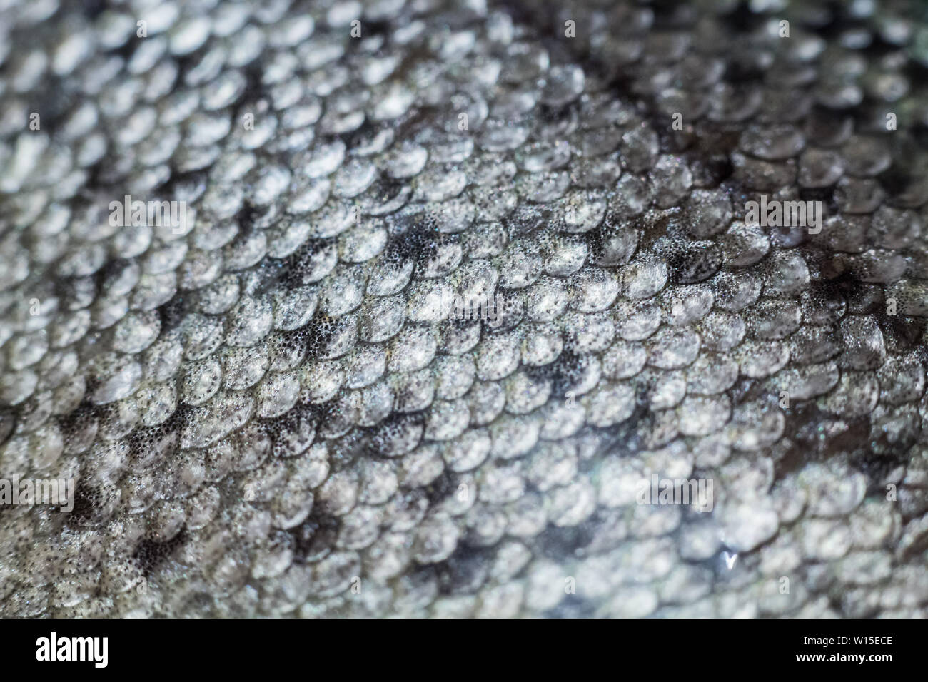 Silvery Skin High Resolution Stock Photography and Images - Alamy