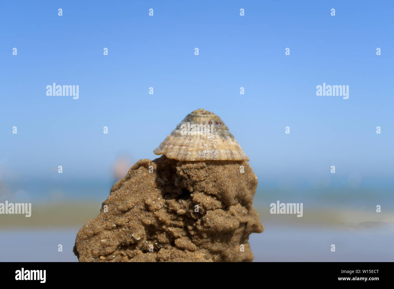 Limpet Shell on a mound of wet sand Stock Photo - Alamy