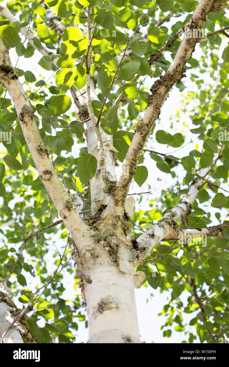 Himalayan birch betula utilis hi-res stock photography and images - Alamy