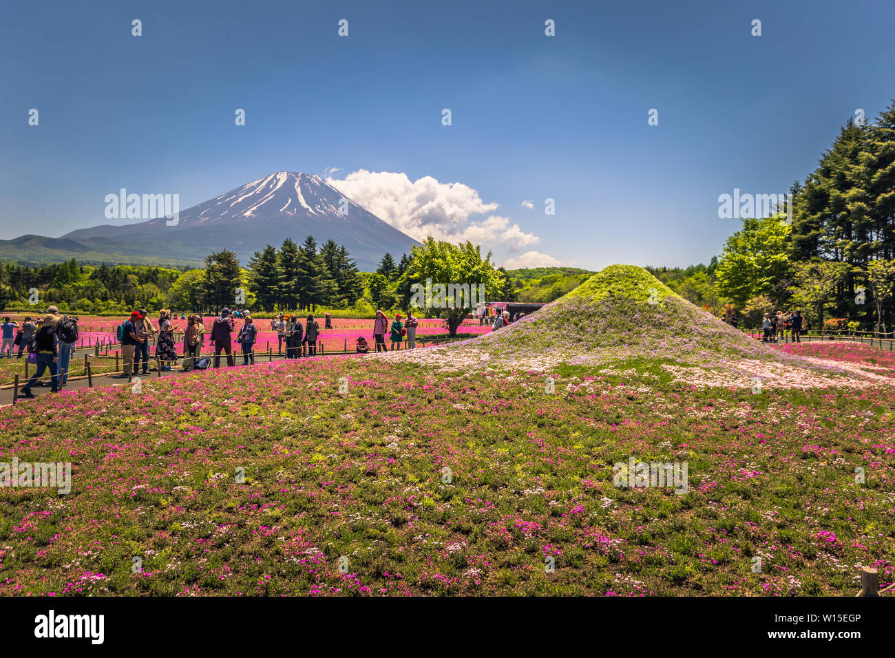 Fuji matsuri hi-res stock photography and images - Alamy
