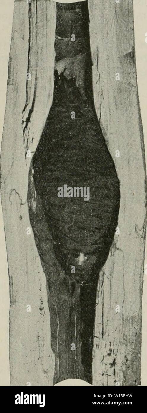 Ameise illustration hi-res stock photography and images - Alamy