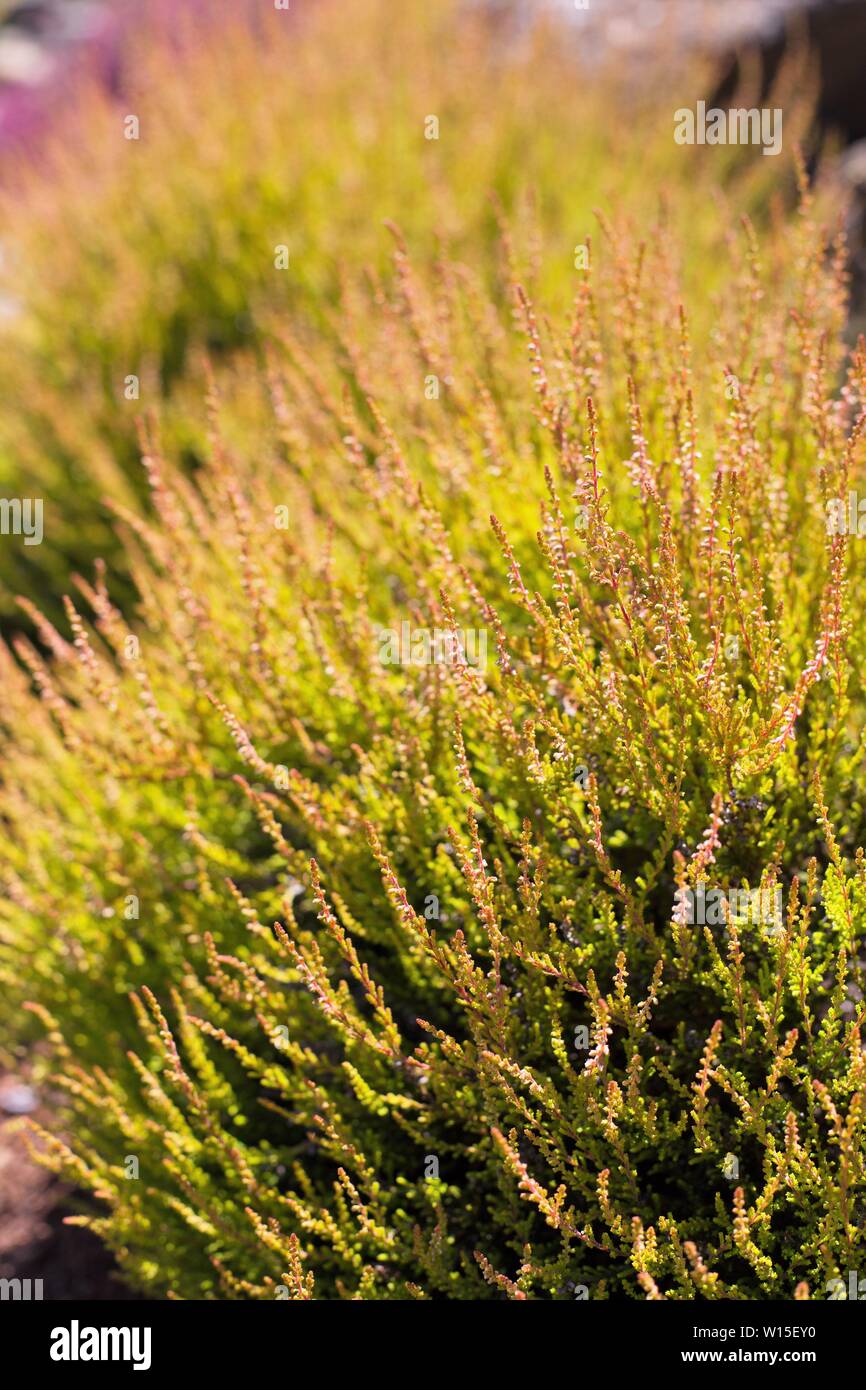Heather plants calluna vulgaris hi-res stock photography and images - Alamy