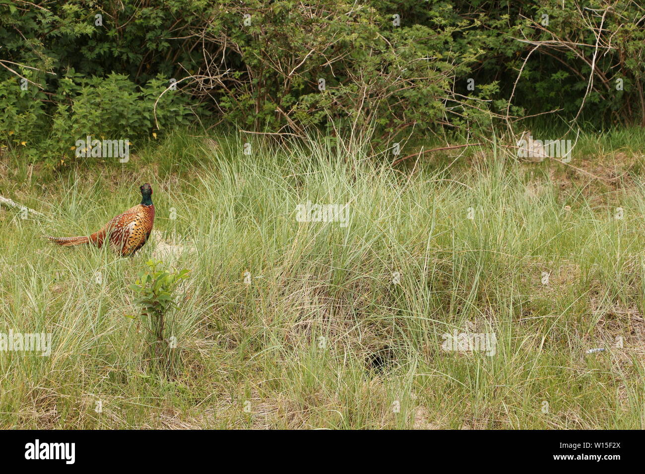 Vogel vogeltier hi-res stock photography and images - Alamy