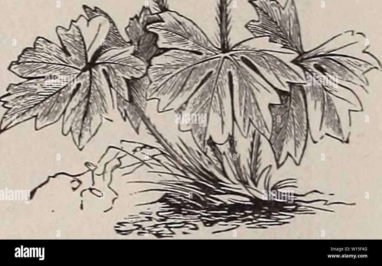 Archive image from page 145 of Descriptive catalogue of trees, shrubs ...