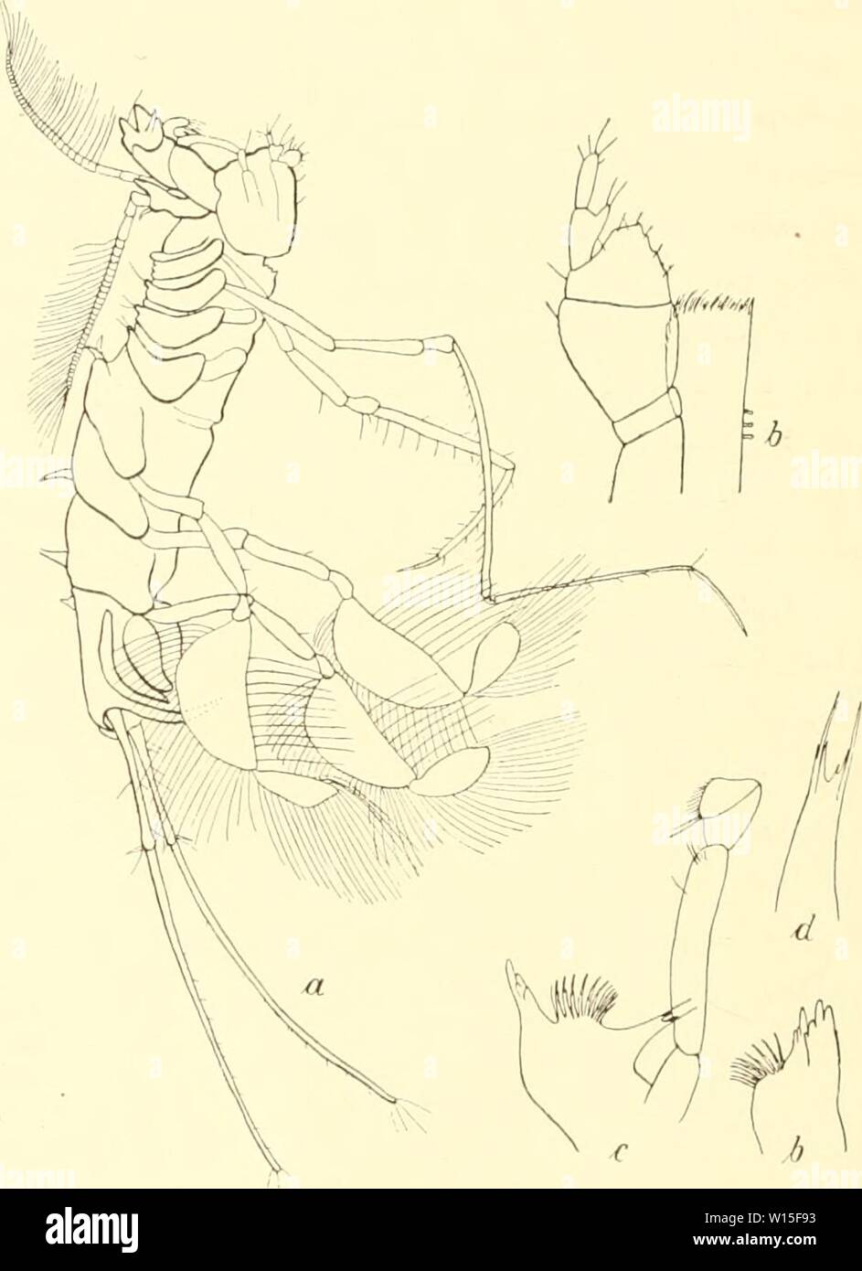 Archive image from page 145 of Die Isopoden der Deutschen Sdpolar ...