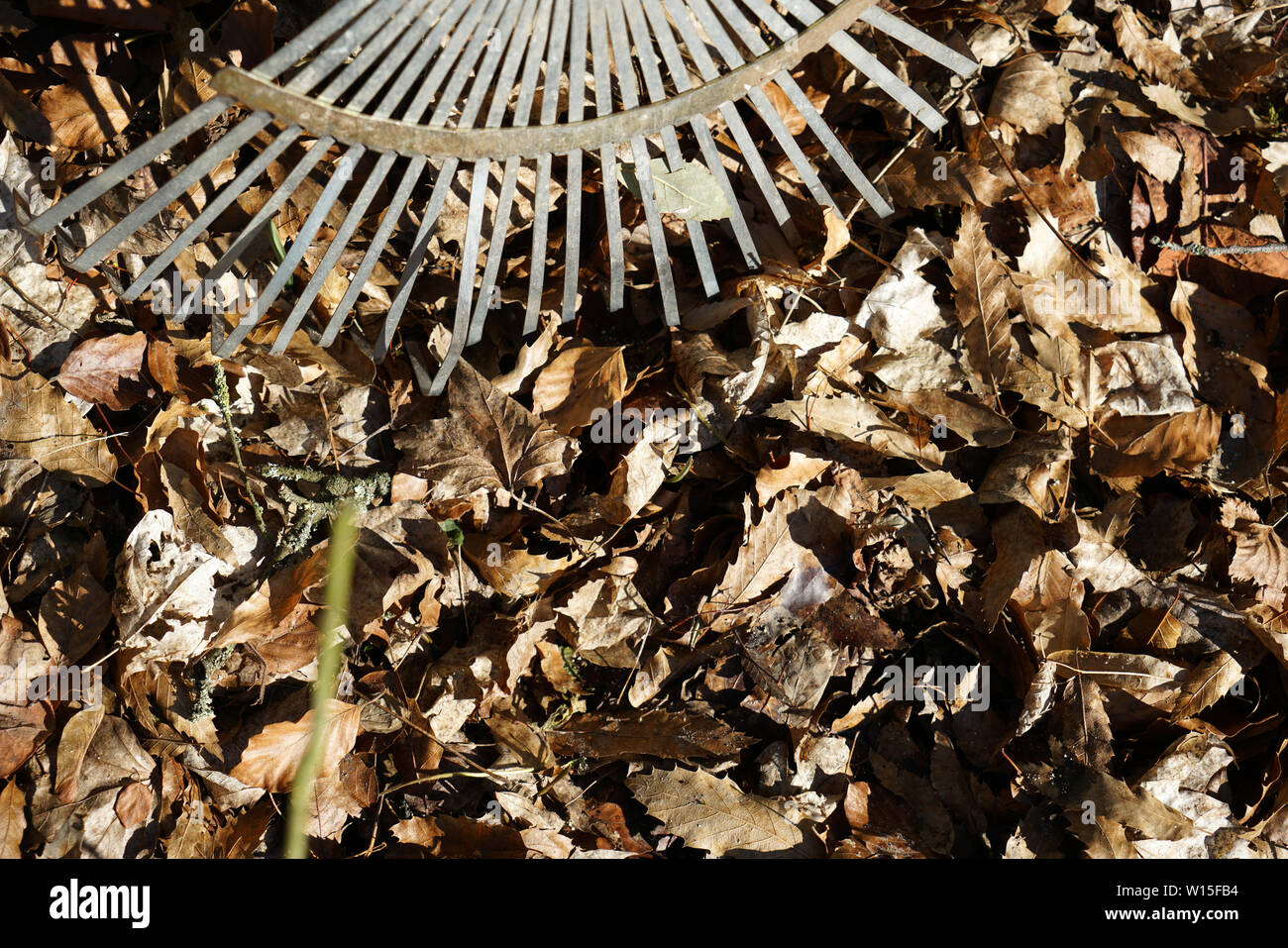 Garden rake is especially helpful in fall foliage leaves Stock Photo ...