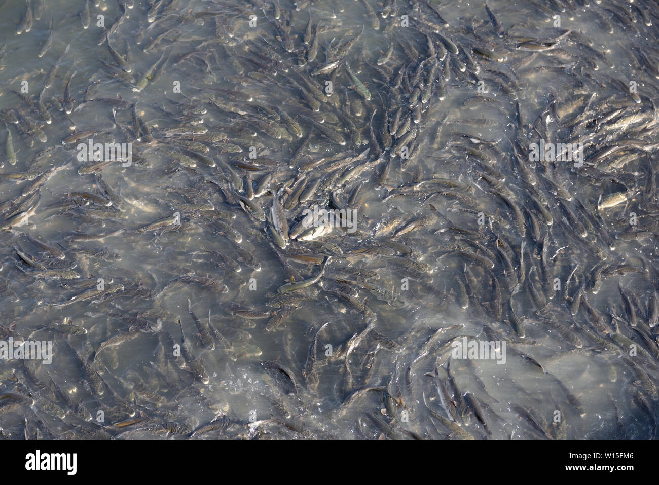 Thick lipped Grey Mullet, River Douro, Porto, Portugal Stock Photo - Alamy