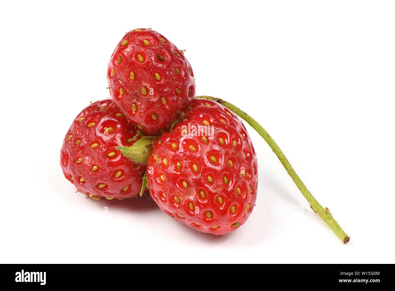 Ugly organic heirloom home grown strawberries isolated on White ...