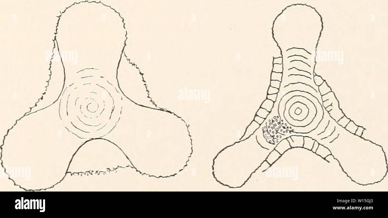Patagium hi-res stock photography and images - Alamy