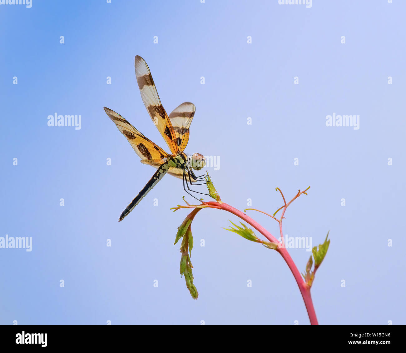 A Halloween Pennant Dragonfly perches on a stalk in the Everglades ...