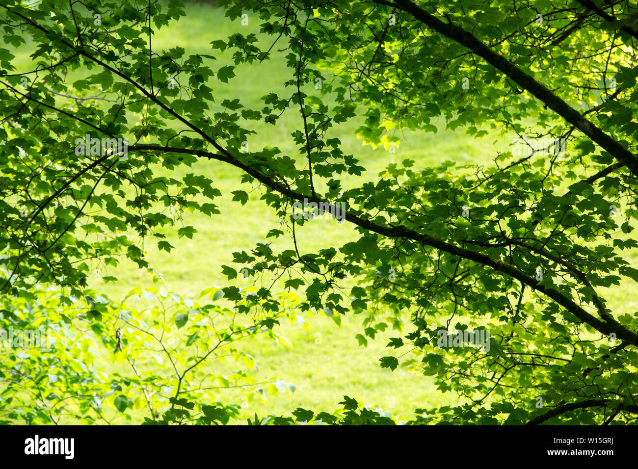 A Sycamore tree branches Stock Photo - Alamy