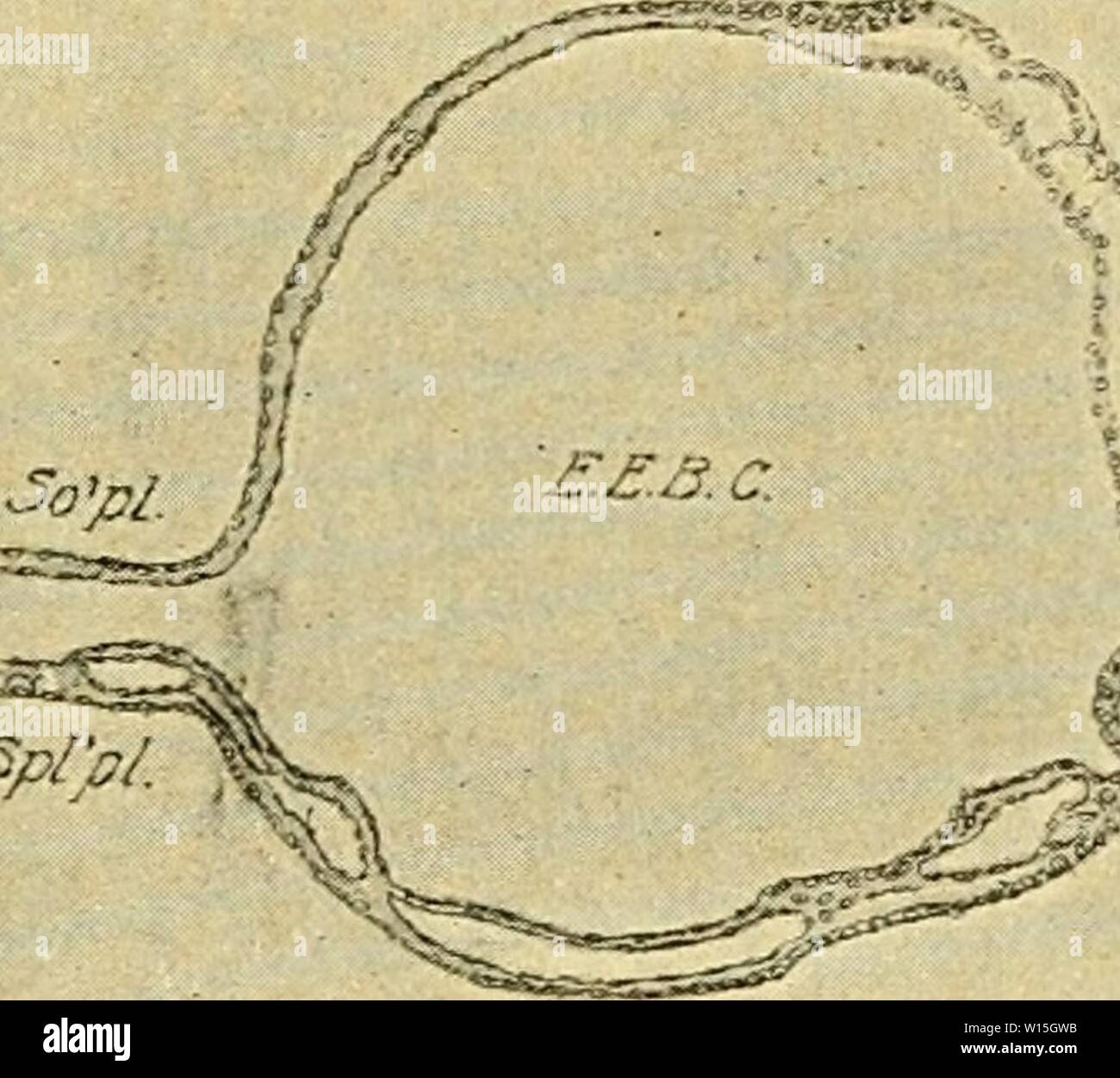 Archive image from page 150 of The development of the chick. The ...