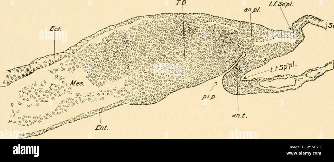 Fig 132 151 hi-res stock photography and images - Alamy