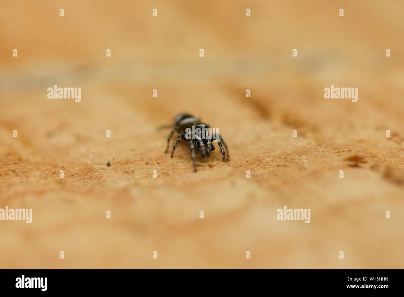 Jumping Spider (Salticus scenicus) on wood background. High resolution ...